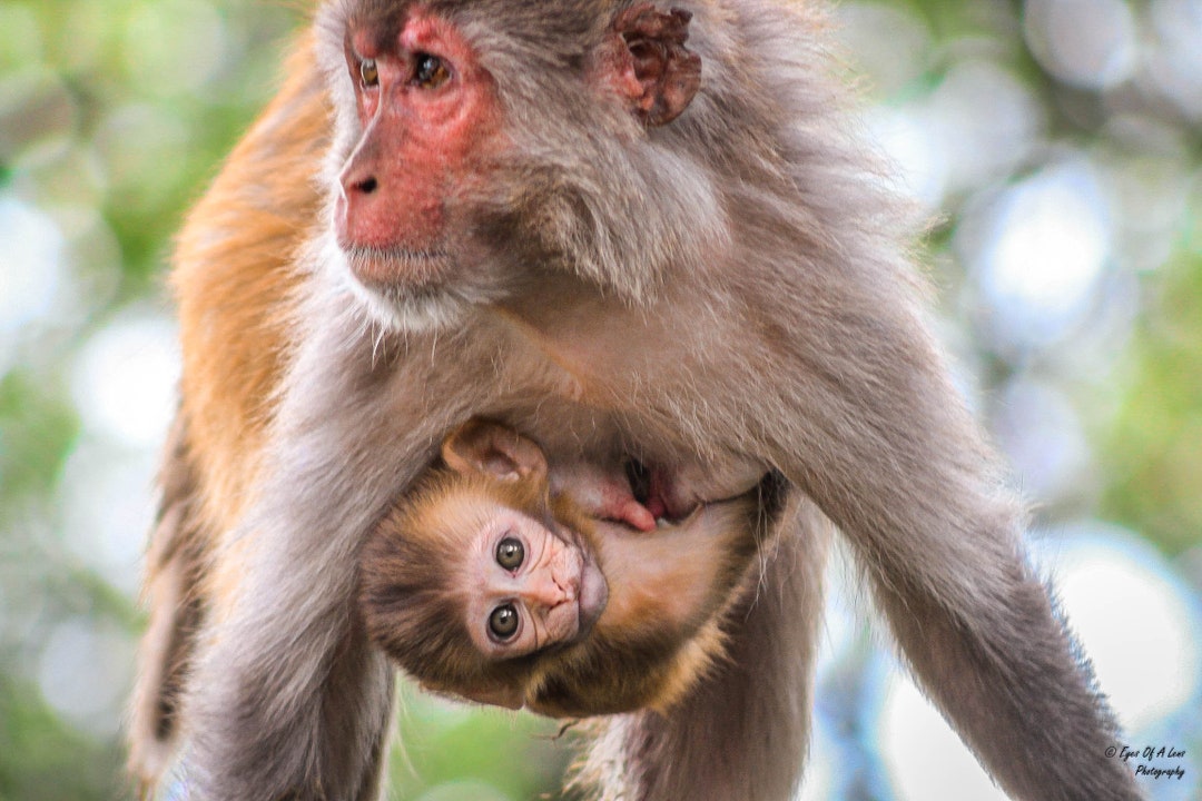 Rhesus Macaque & Baby, Swayambhunath Temple, Nepal, Wildlife ...