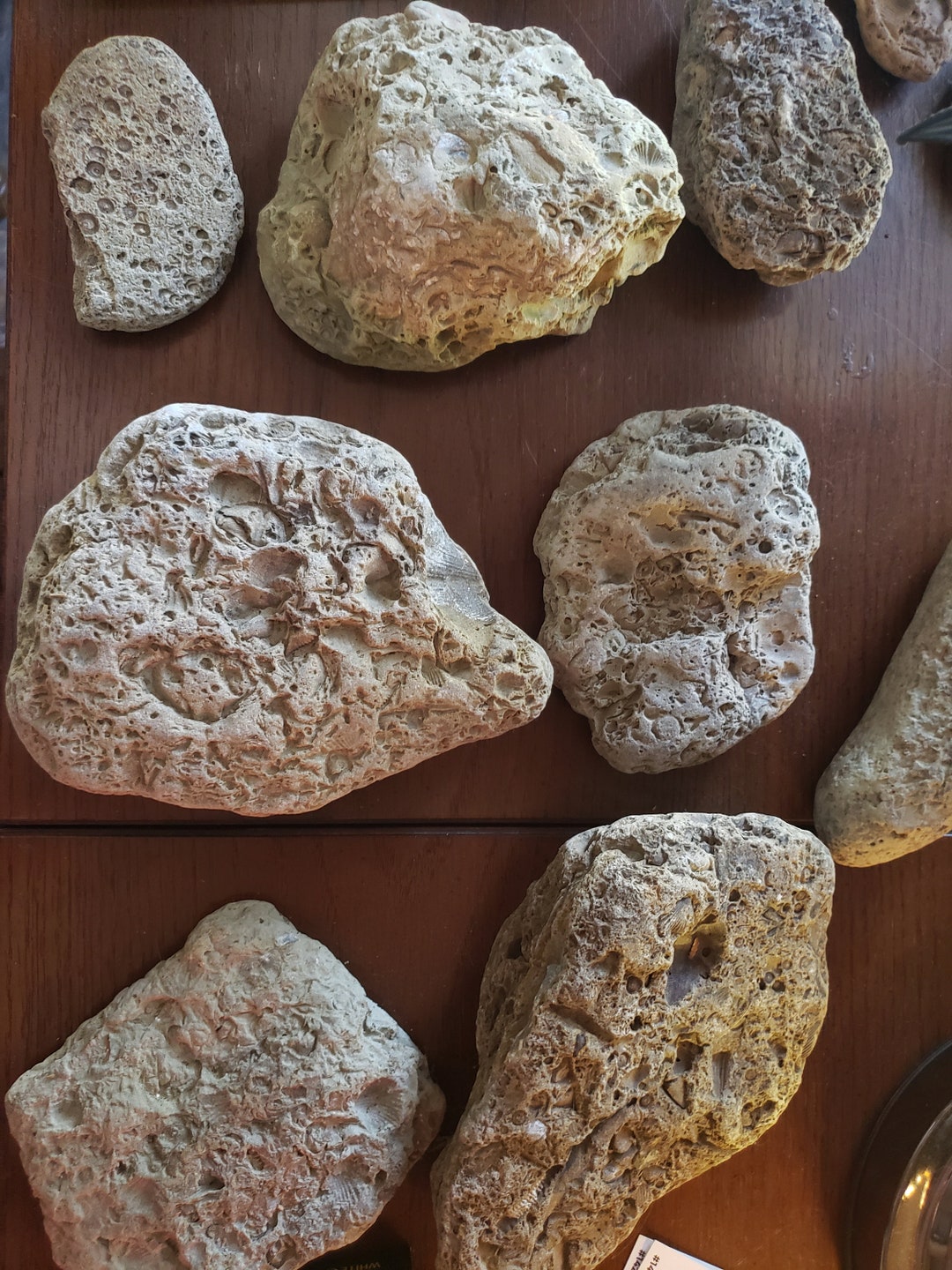 Western NY Authentic Fossils! Collectibles or Garden and Pathway Rocks ...