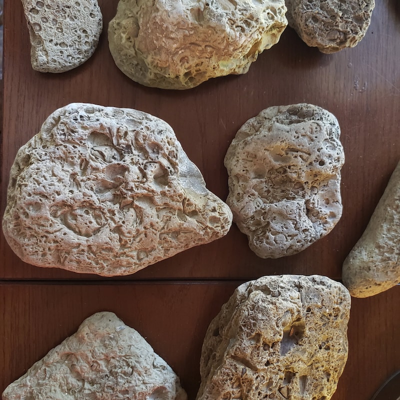 Fossils Rocks - Etsy