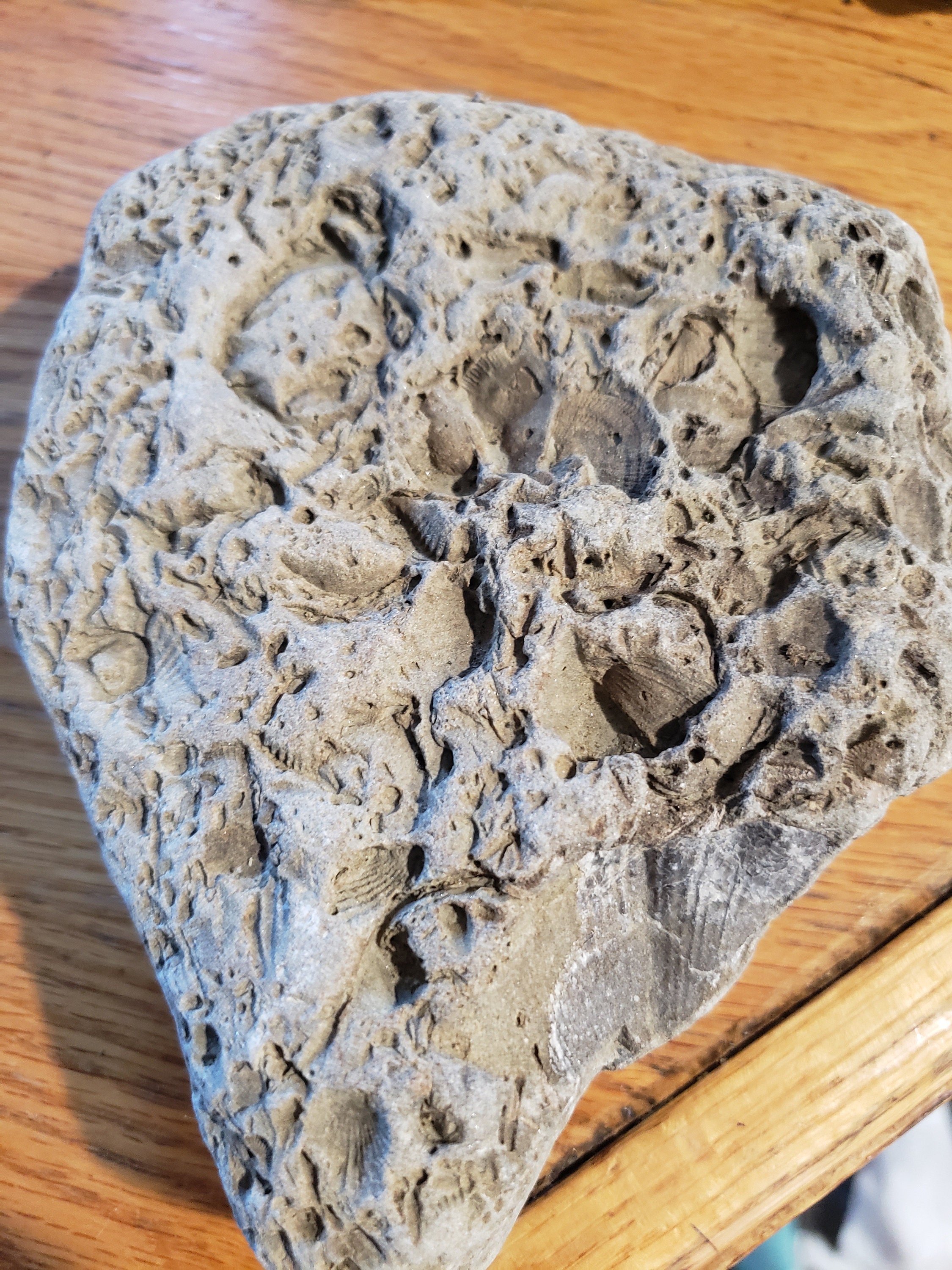 Western NY Authentic Fossils Collectibles or Garden and - Etsy Singapore