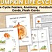Pumpkin Life Cycle Printable, Fall Pumpkin Poster, Pumpkin Vocabulary ...