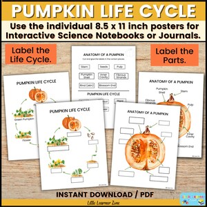 Pumpkin Life Cycle Printable, Fall Pumpkin Poster, Pumpkin Vocabulary ...