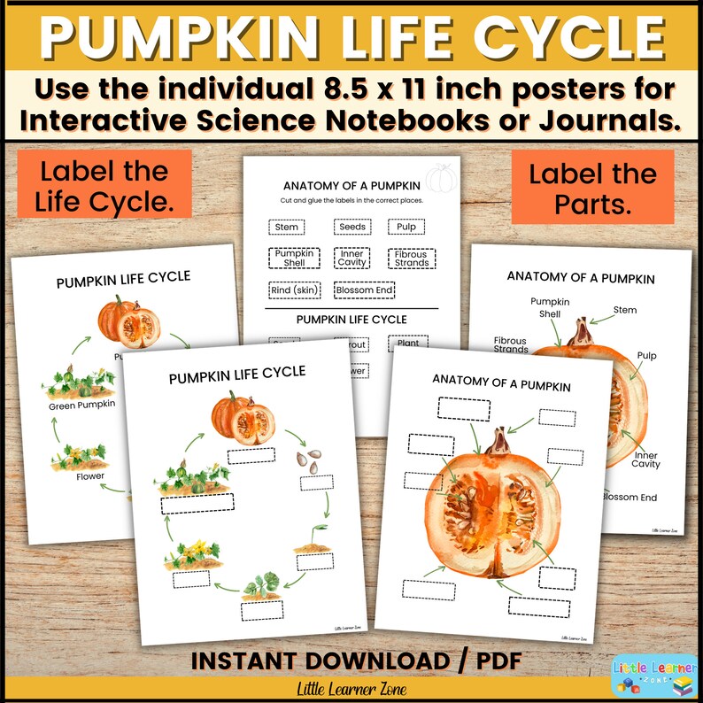 Pumpkin Life Cycle Printable, Fall Pumpkin Poster, Pumpkin Vocabulary ...