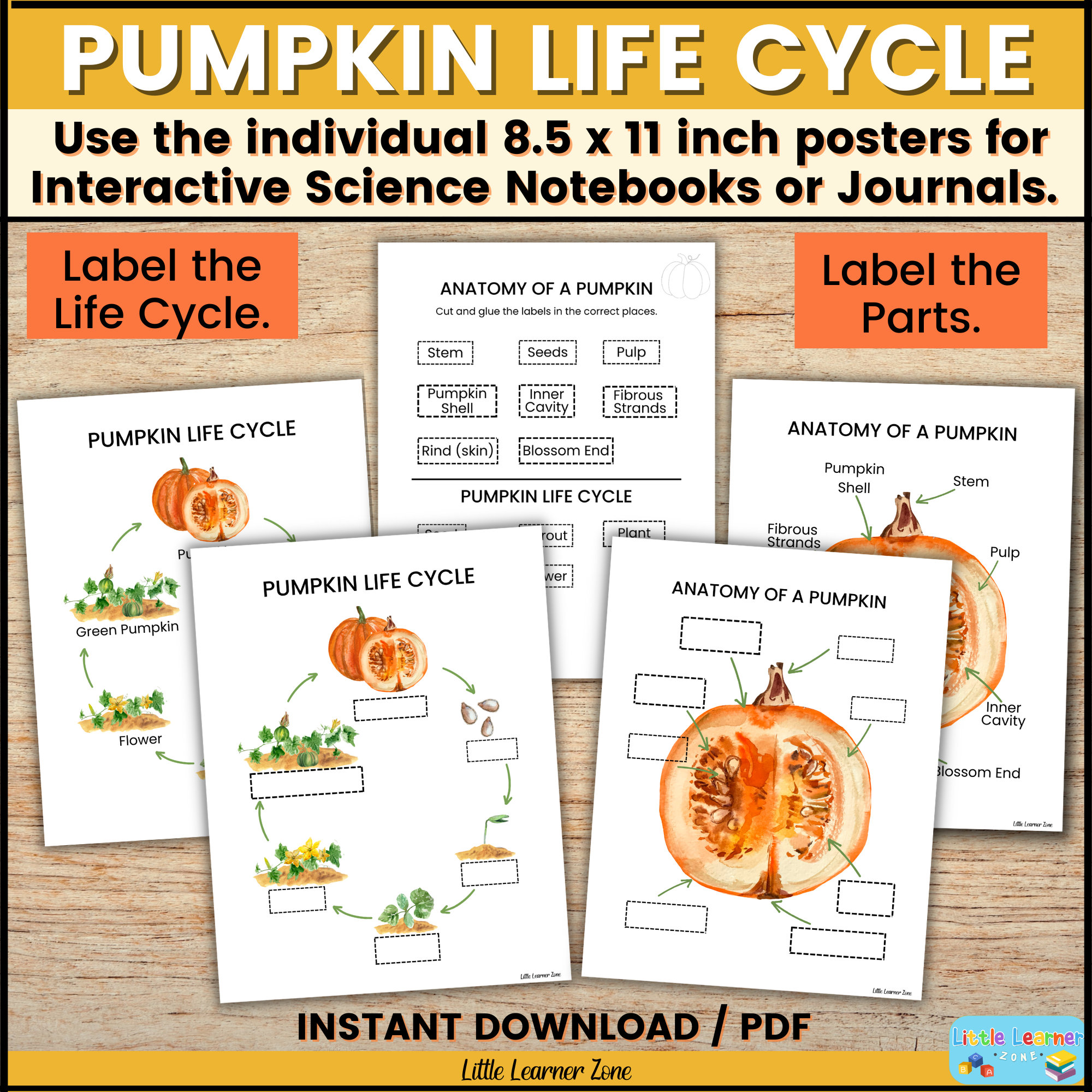 Pumpkin Life Cycle Printable, Fall Pumpkin Poster, Pumpkin Vocabulary ...
