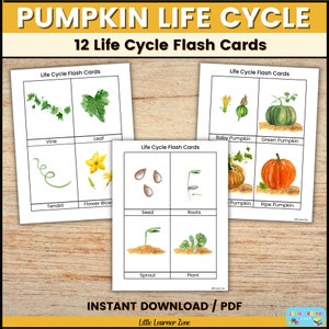 Pumpkin Life Cycle Printable, Fall Pumpkin Poster, Pumpkin Vocabulary ...