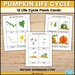 Pumpkin Life Cycle Printable, Fall Pumpkin Poster, Pumpkin Vocabulary ...