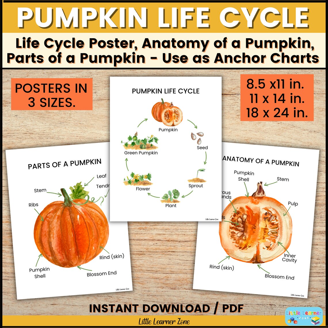 Pumpkin Life Cycle Printable, Fall Pumpkin Poster, Pumpkin Vocabulary ...