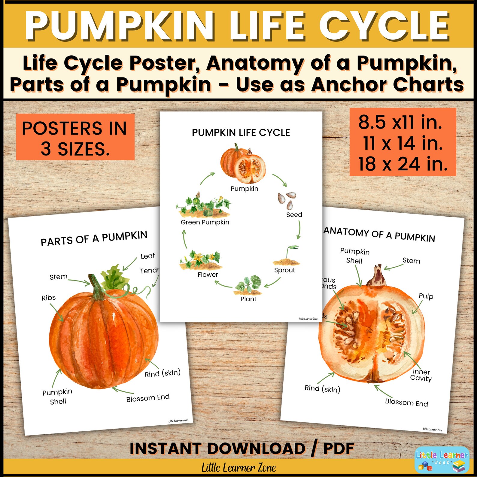 Pumpkin Life Cycle Printable, Fall Pumpkin Poster, Pumpkin Vocabulary ...