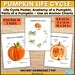 Pumpkin Life Cycle Printable, Fall Pumpkin Poster, Pumpkin Vocabulary ...