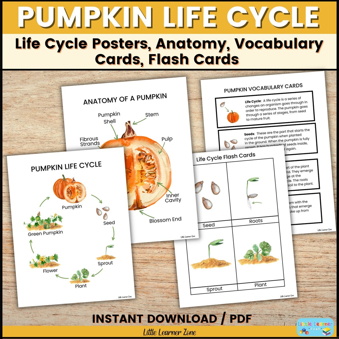 Pumpkin Life Cycle Printable, Fall Pumpkin Poster, Pumpkin Vocabulary ...