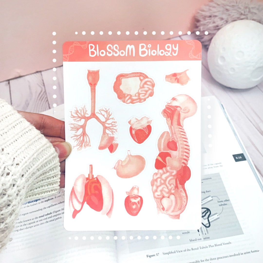 Biology Sticker Sheet Human Anatomy Chemistry Sticker Sheet Science ...