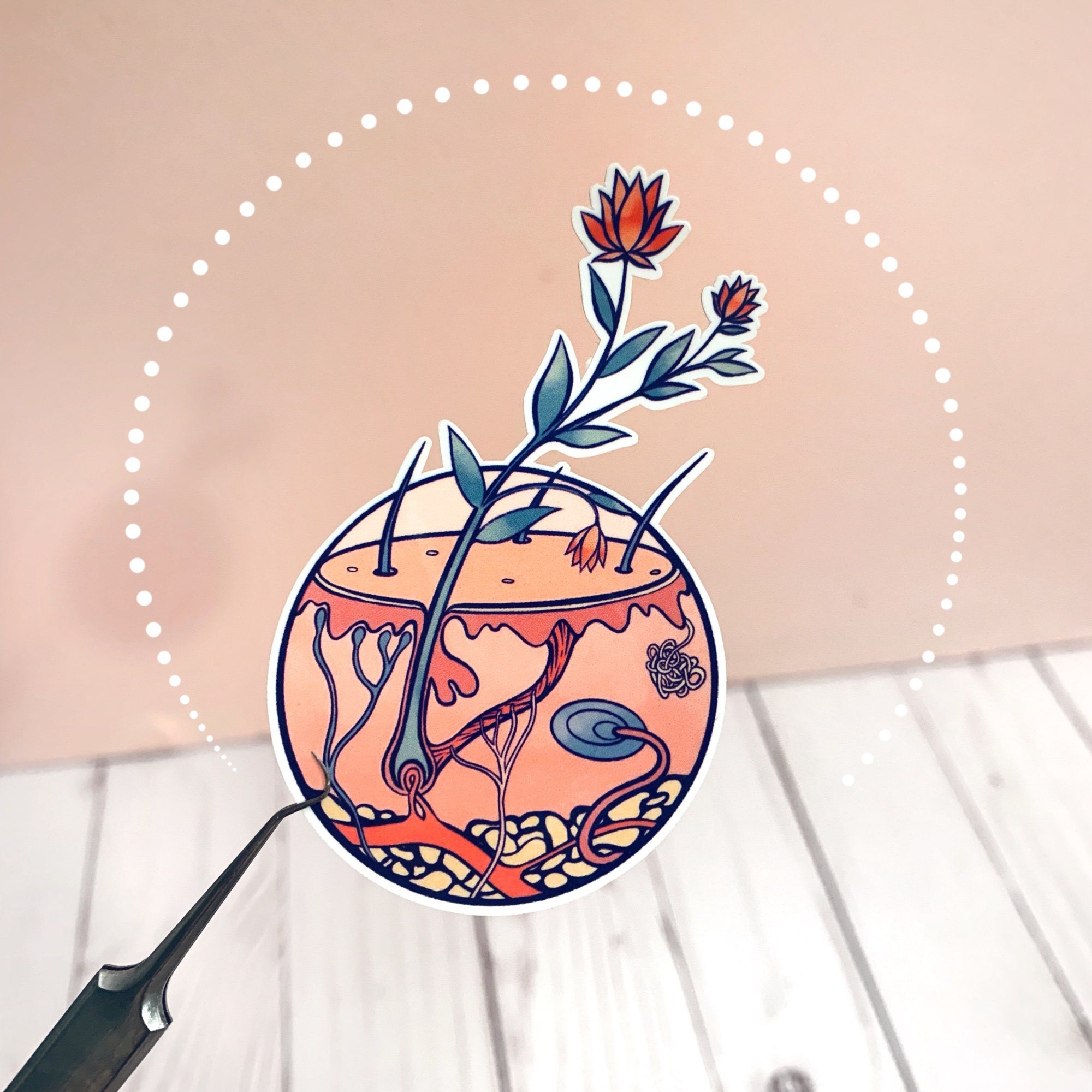 Skin Anatomy Sticker Dermatology Anatomy Sticker Biology - Etsy