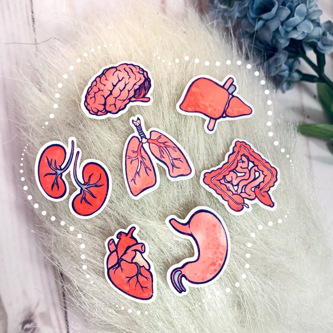 Cute Organ Sticker Set | Heart | Brain | Kidney | Lungs | Intestines ...