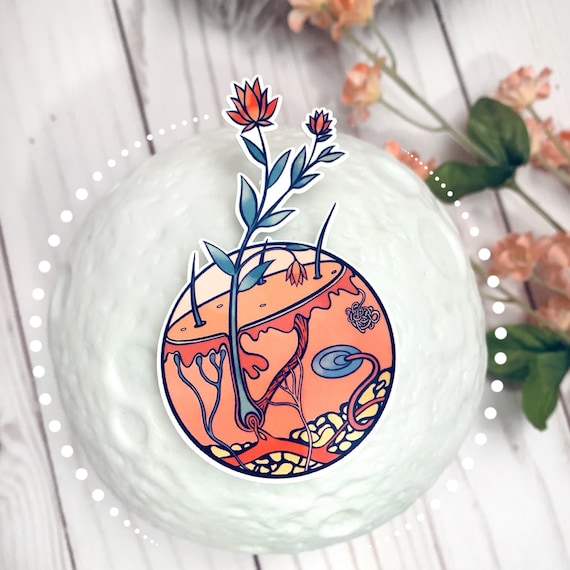 Skin Anatomy Sticker Dermatology Anatomy Sticker Biology - Etsy