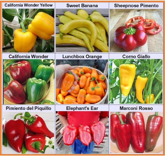 sweet Pepper 9 varieties Paprika seeds Heirloom Open Pollinated Non GMO