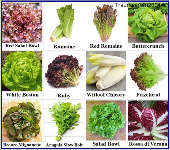 Lettuce Types Uk at Zane Stirling blog