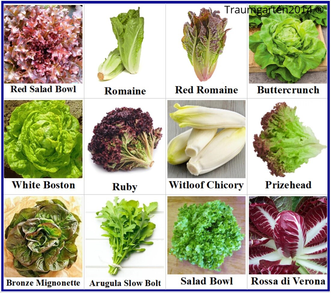 Lettuce Varieties