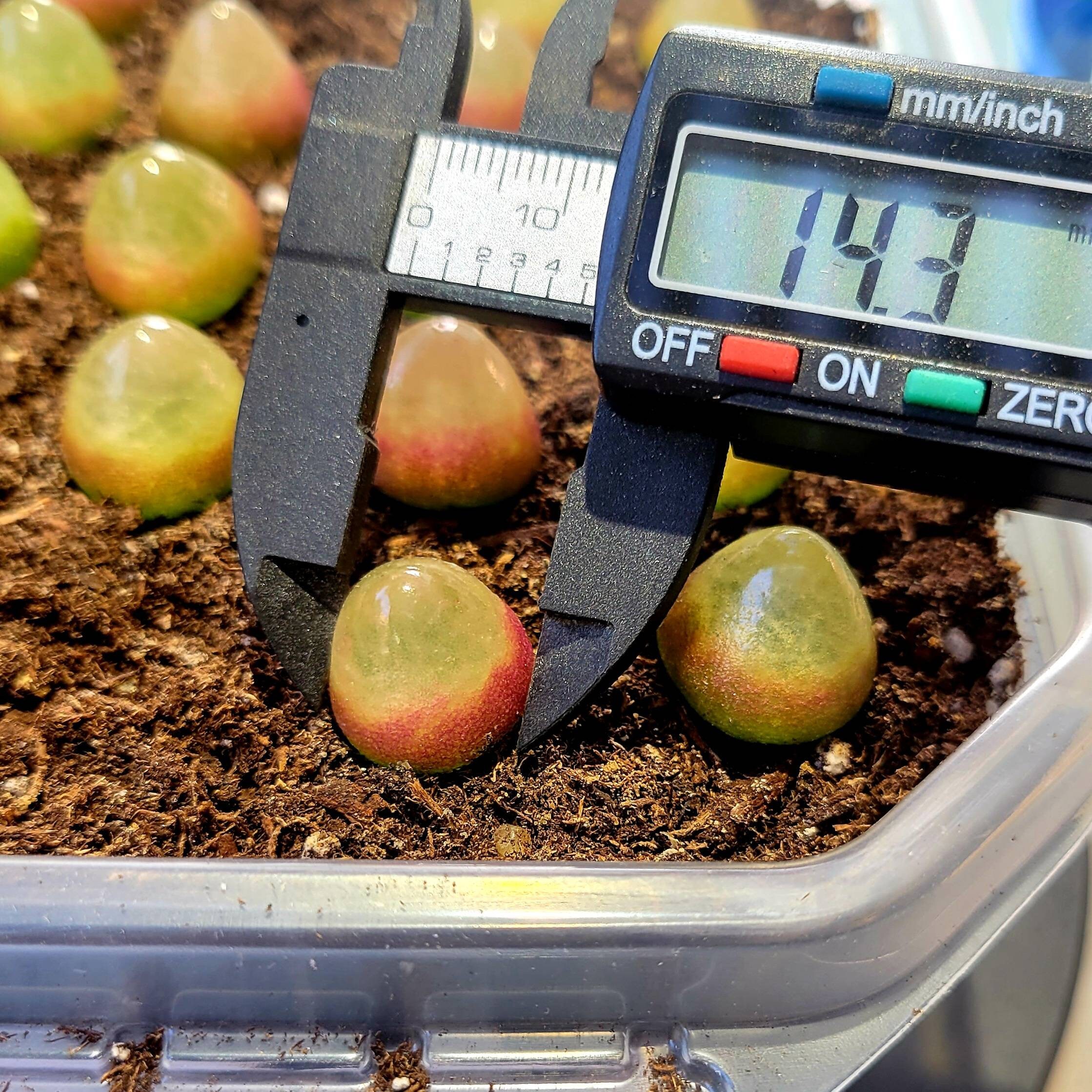 Live Plant Rare Succulents Conophytum Burgeri SH409 1.0cm - Etsy