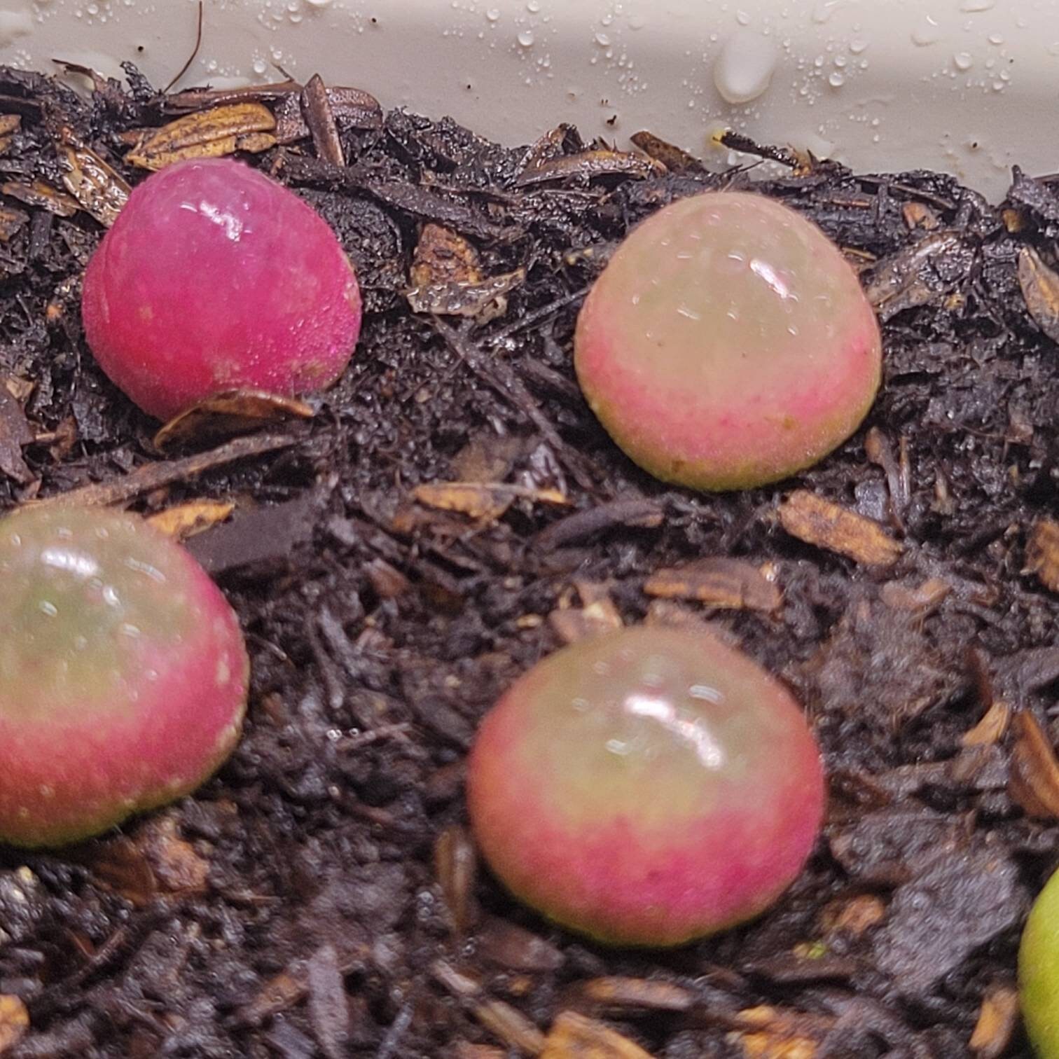 Live Plant Rare Succulents Conophytum Burgeri SH409 1.0cm - Etsy