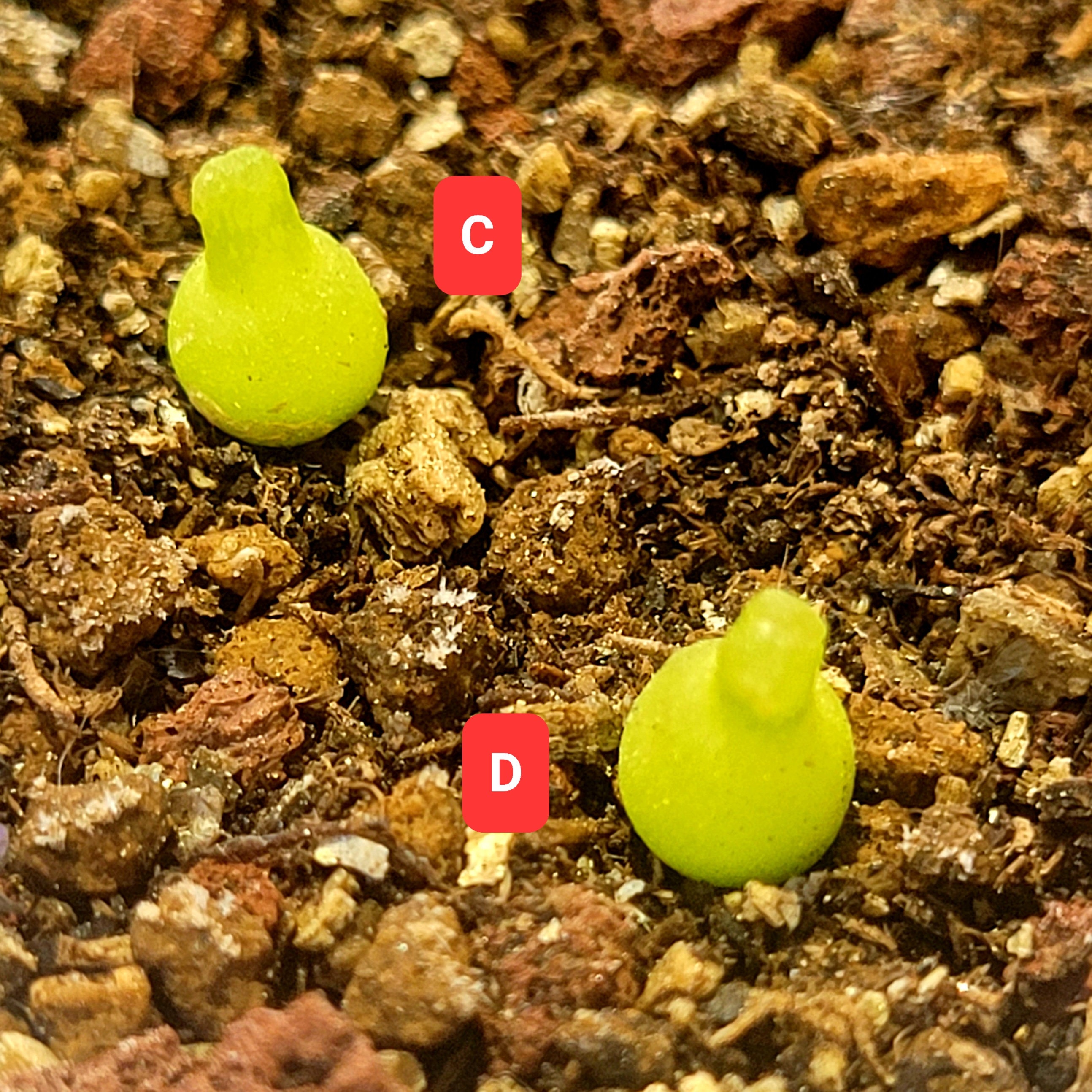 Live Plant Extreme Rare Succulents Conophytum Achabense - Etsy