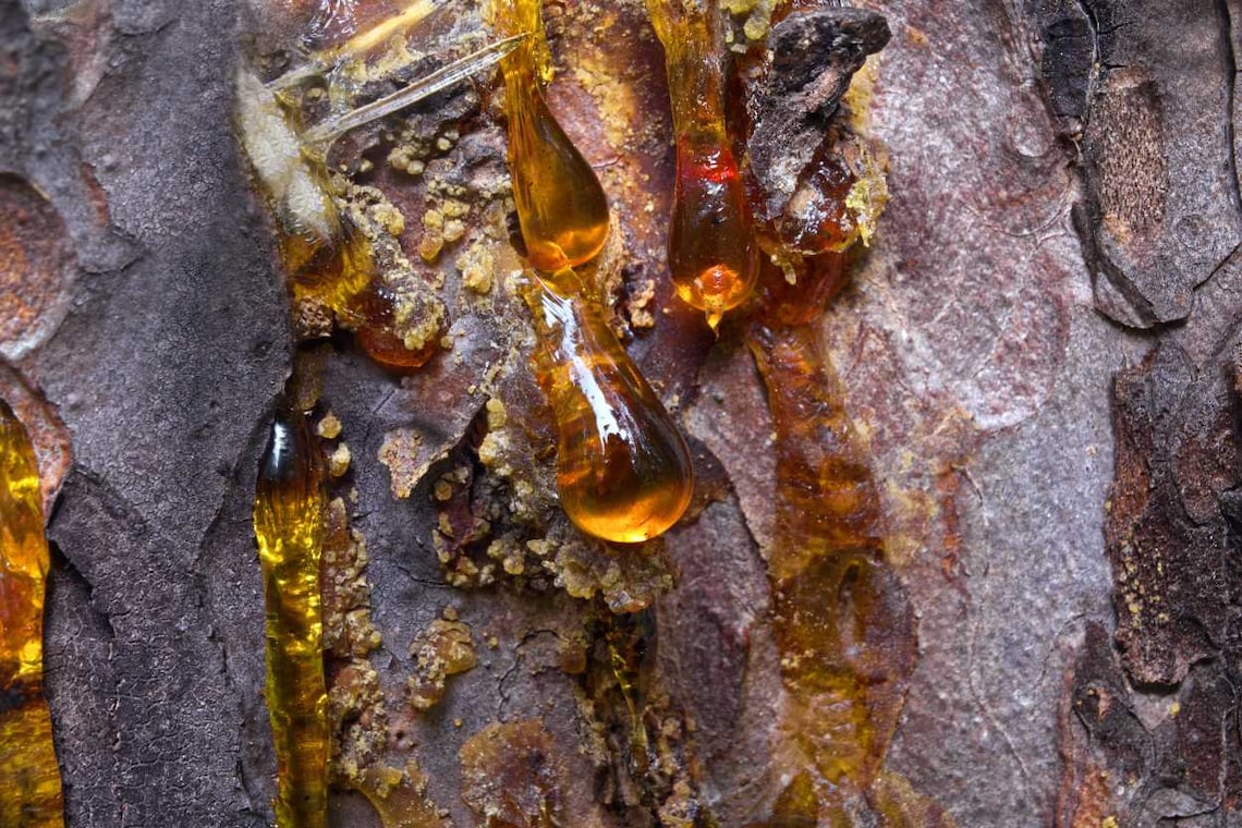 100% Organic Natural Pine Resin - Natural Craft Supplies for Incense ...