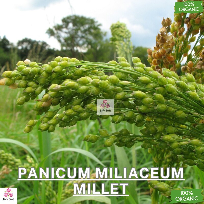 Millet - Etsy