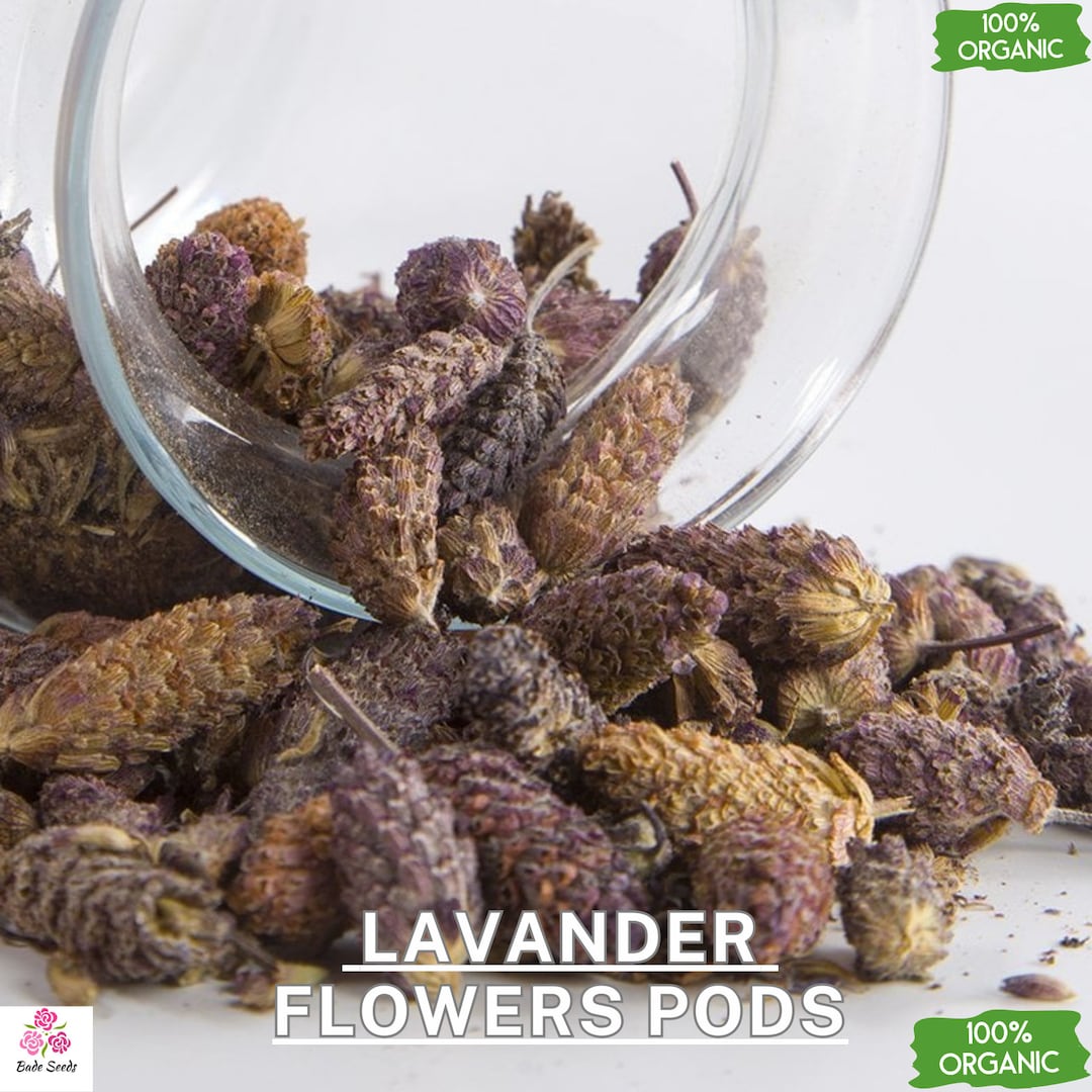 Organic Dried Lavander Flowers Pods,butterfly Lavender, Spanish ...
