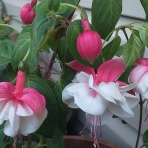 20+ Color Mix Fuchsia Seeds - Vibrant Potted Flower Seeds, Colorful ...