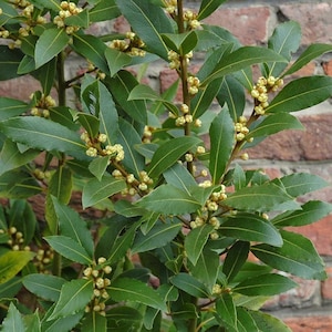 Organic Bay Tree Seeds- Daphne - Laurus Nobilis, 50 Seeds, Aromatic Bay ...