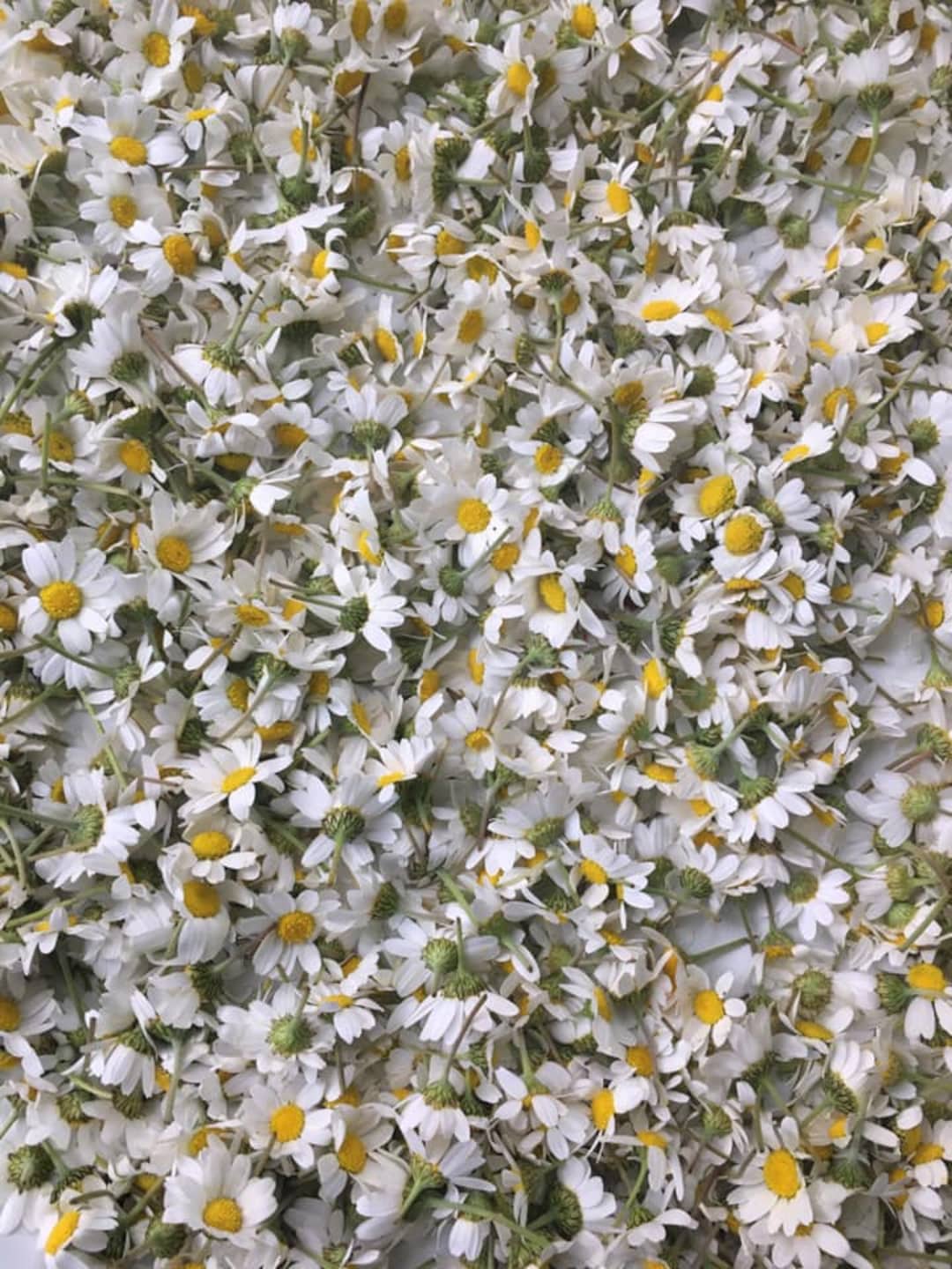 Natural Organic Chamomile Flowers, Hand-picked Dried for Herbal Tea ...