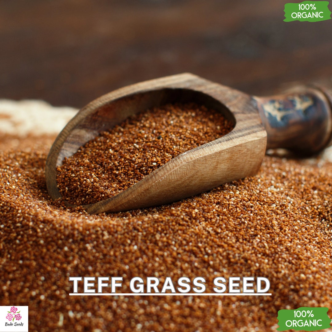 100% Organic Superior Quality Teff Grass Seed - 5 Oz 150 Gr - Cook's ...
