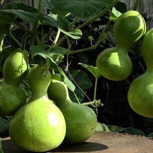 Organic Bottle Gourd Seeds - Lagenaria Calabash - 20 Seeds - Pumpkin ...