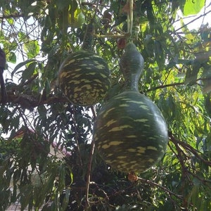 Organic Bottle Gourd Seeds - Lagenaria Calabash - 20 Seeds - Pumpkin ...