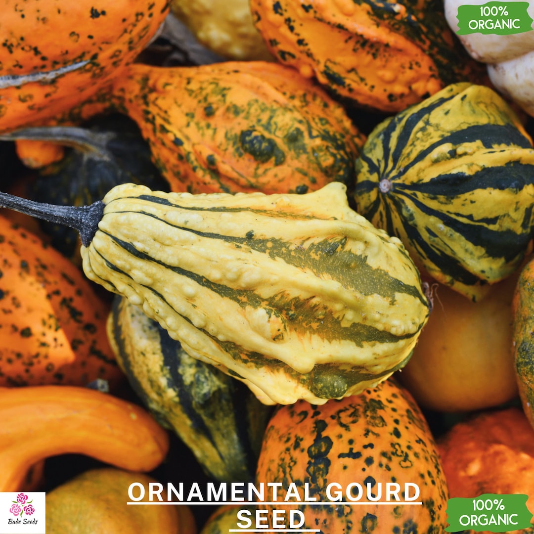 Organic Small Ornamental Gourd Mix Seeds – Small Mixed Gourd (lagenaria ...