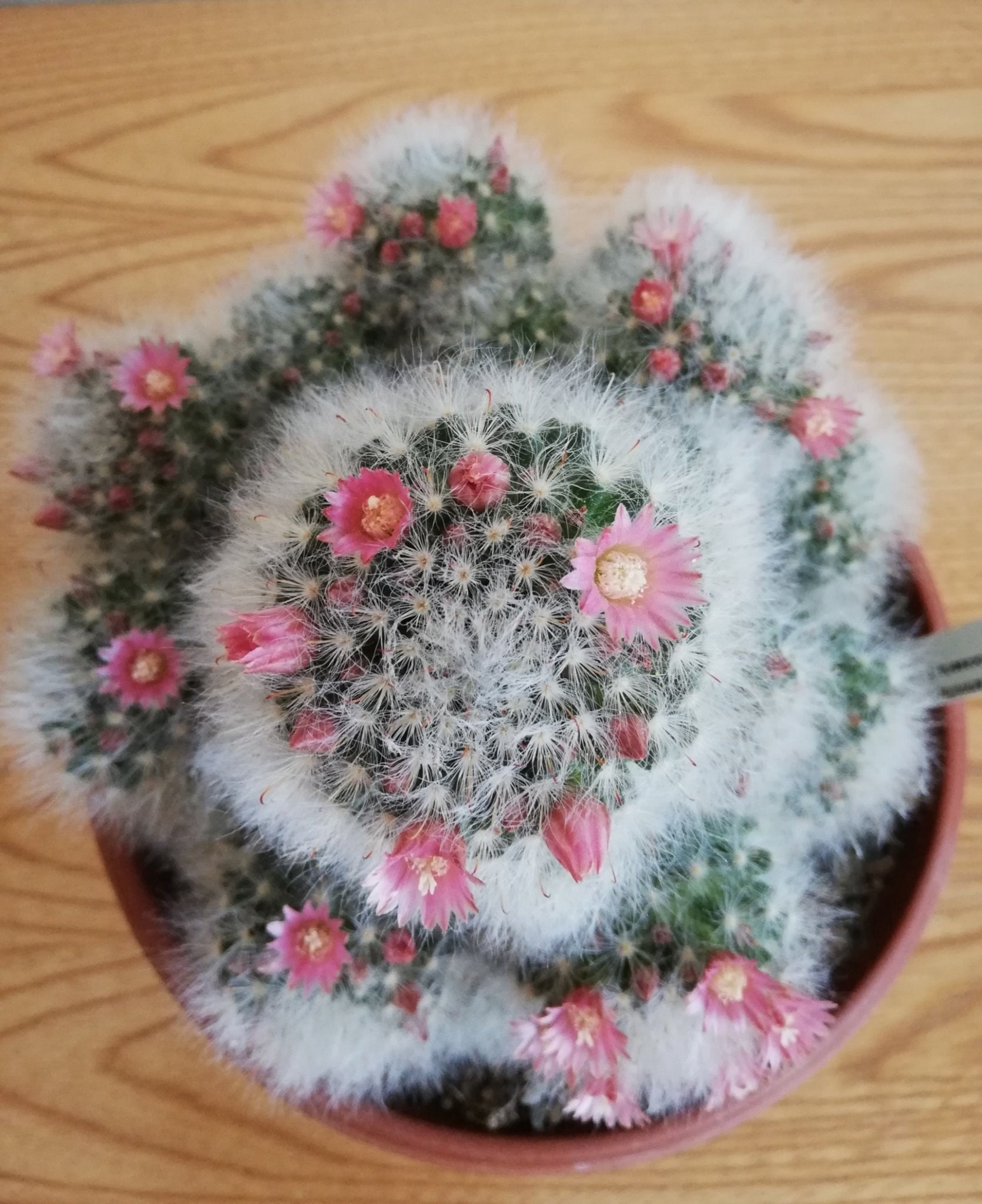 20 Samen Mammillaria bocasana Kaktus | UFO Kaktus Samen - asterioides ...