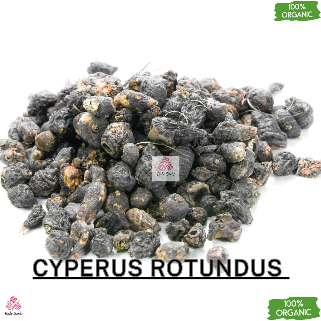 Organic Dried Cyperus Rotundus ,premium Dried Purple Nutsedge Rhizomes ...