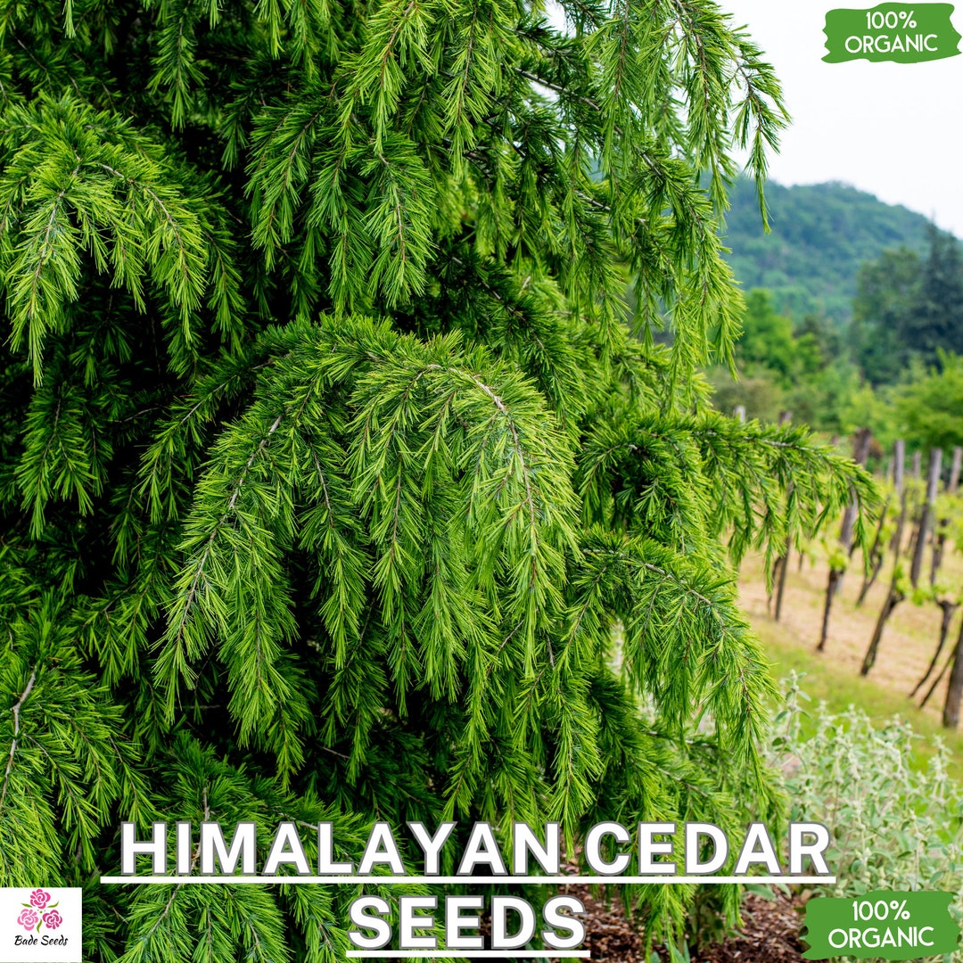 Himalayan Cedar Seeds - Cedrus Deodara, Ornamental Evergreen Tree ...