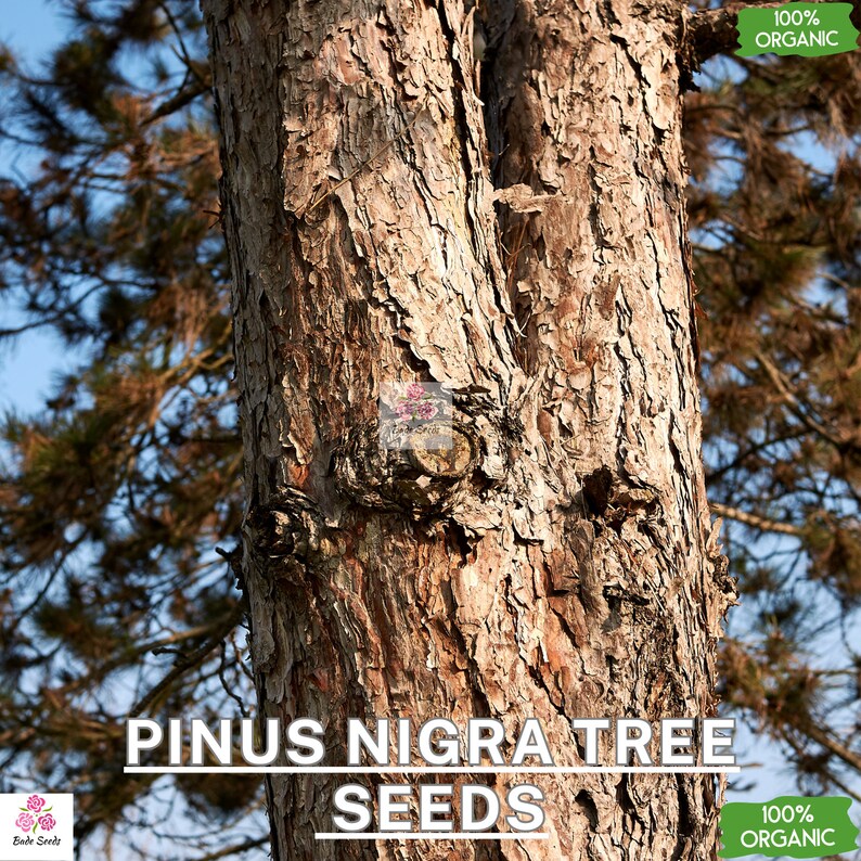 Organic Pinus Nigra Seeds | Austrian Black Pine | Hardy Evergreen | Non ...