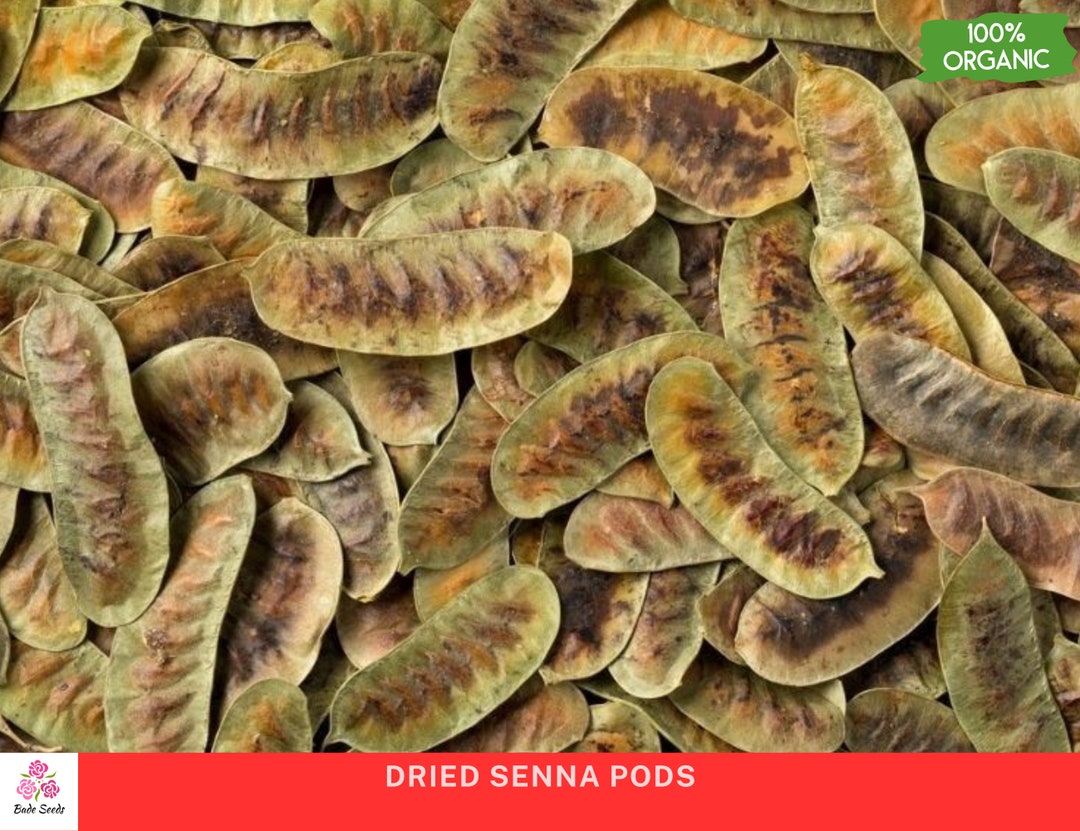 100% Organic Dried Senna Pods Loose Herbal Tea, Senna Leaves, Senna Tea ...