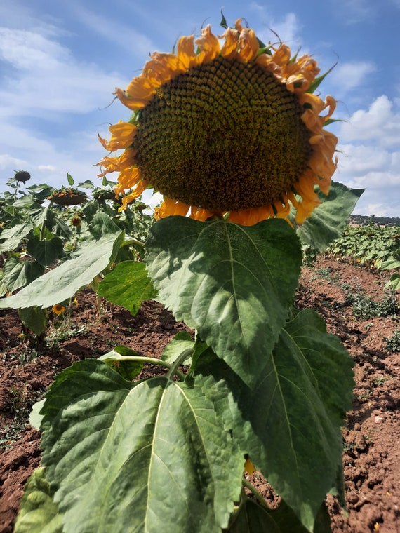 Planter Des Graines De Tournesol Nouvelles Graines Fraîches Teddy
