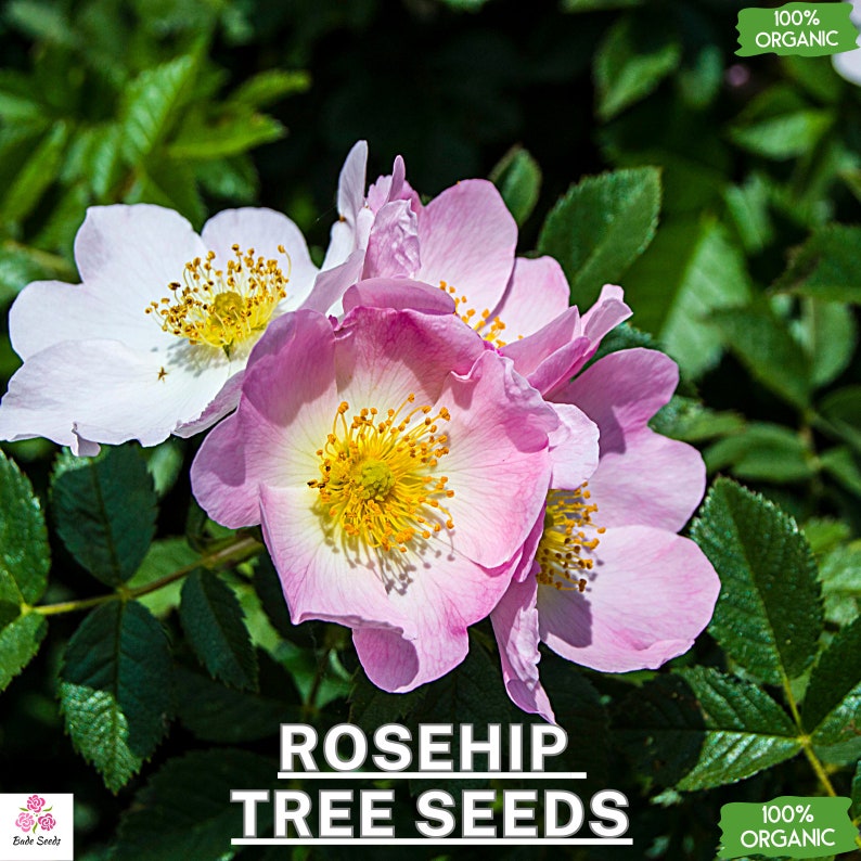 Organic Rosehip Seeds for Planting - Organic Heirloom Rosehip Seeds ...