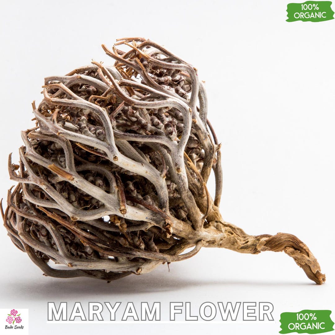 Maryam Flower Seeds (anastatica Hierochuntica) – Rose of Jericho ...