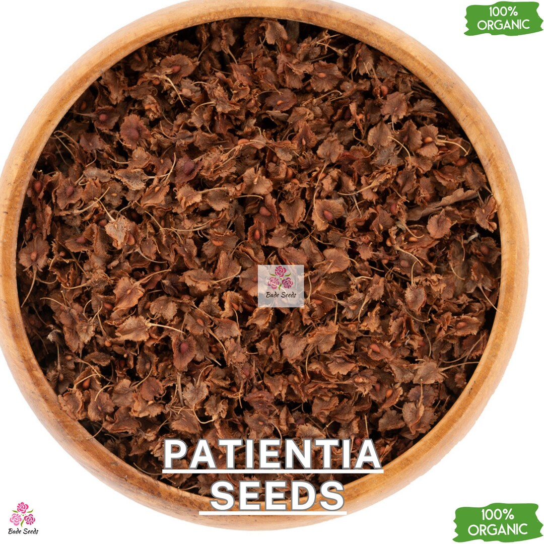 Organic Patience Dock Seed | Rumex Patientia,garden Seeds, Healing Herb ...