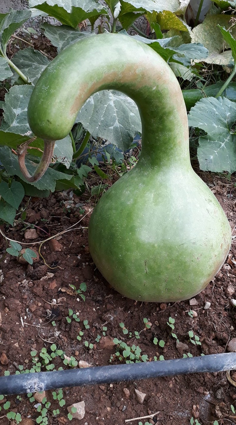Organic Bottle Gourd Seeds - Lagenaria Calabash - 20 Seeds - Pumpkin ...