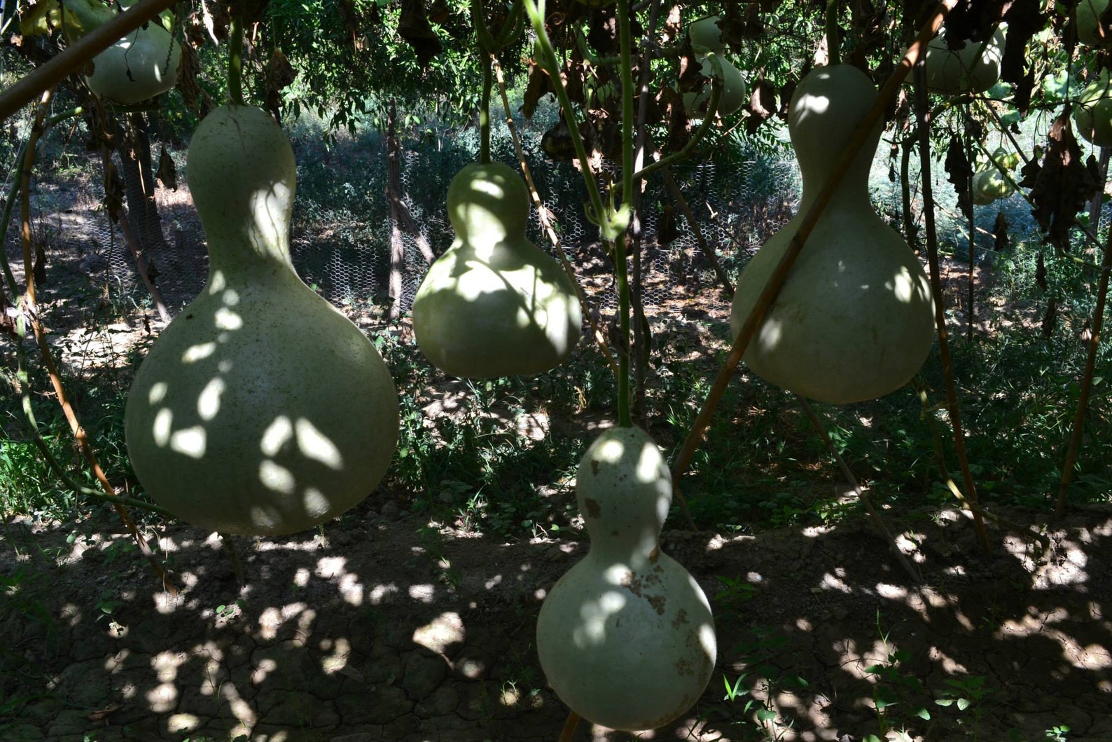 Organic Bottle Gourd Seeds - Lagenaria Calabash - 20 Seeds - Pumpkin ...
