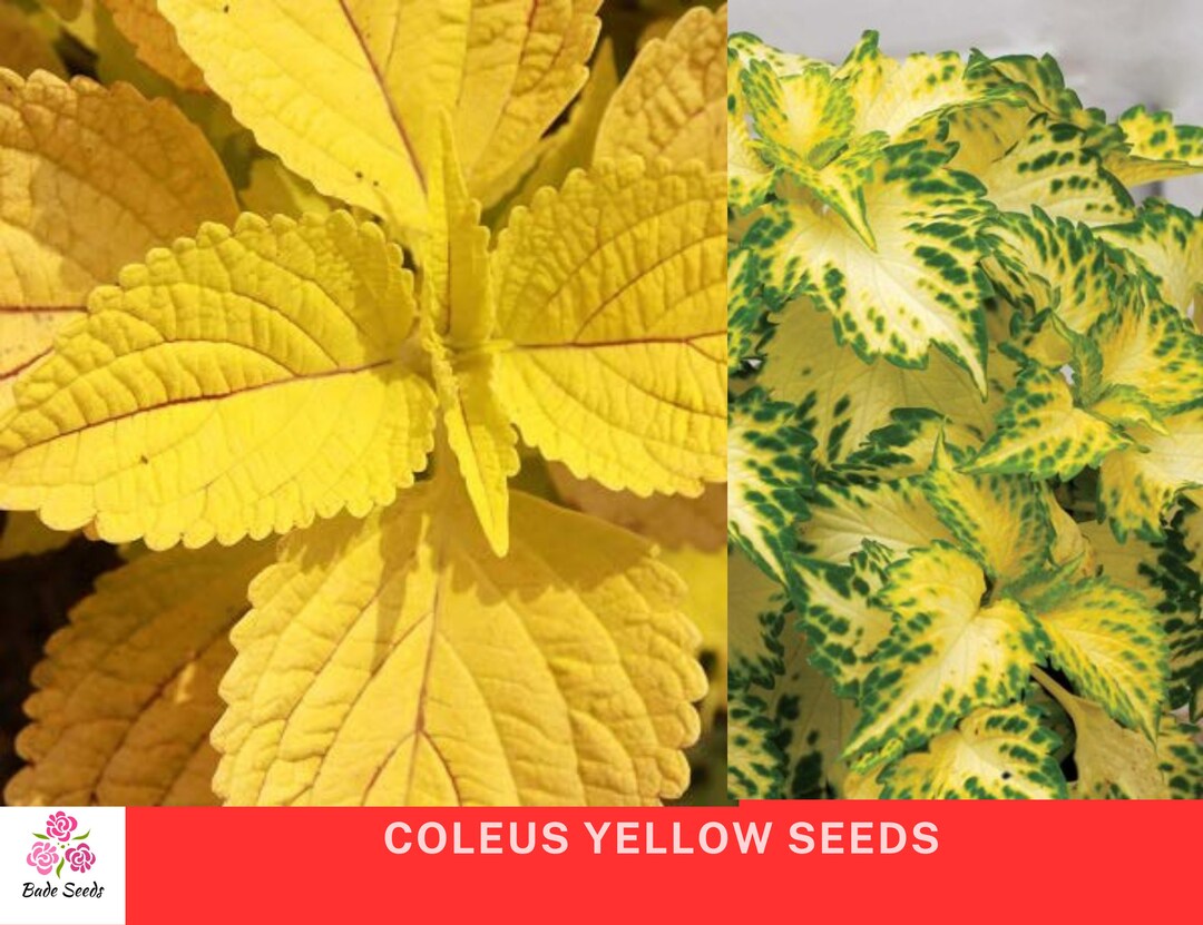 300+ YELLOW COLEUS Seeds, Color Flower Seeds ,flowers 0.3g Seeds - Etsy ...