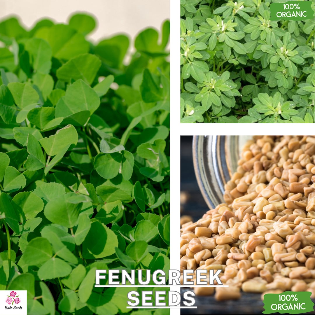 100% Organic Superior Fenugreek Dried Whole Seeds - Trigonella Foenum ...
