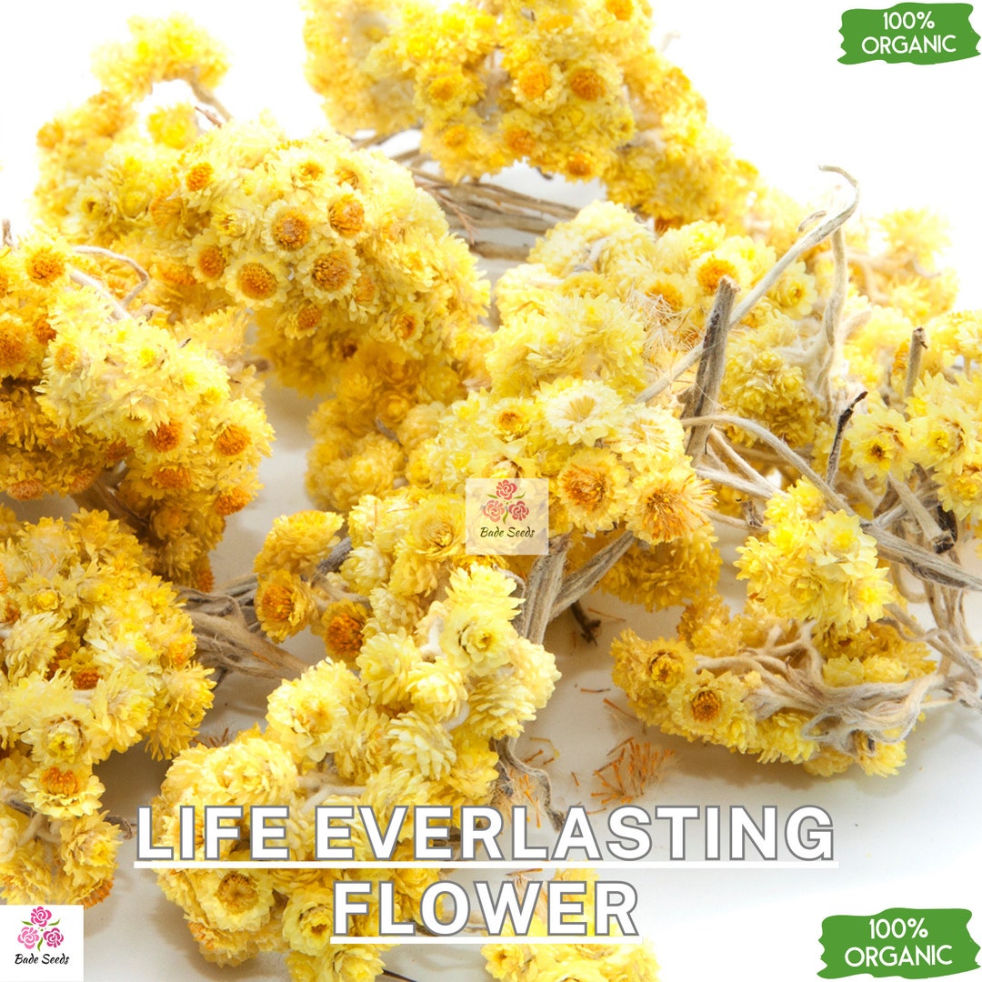 Organic Dried Sandy Everlasting Flowers | Helichrysum Arenarium | Life ...