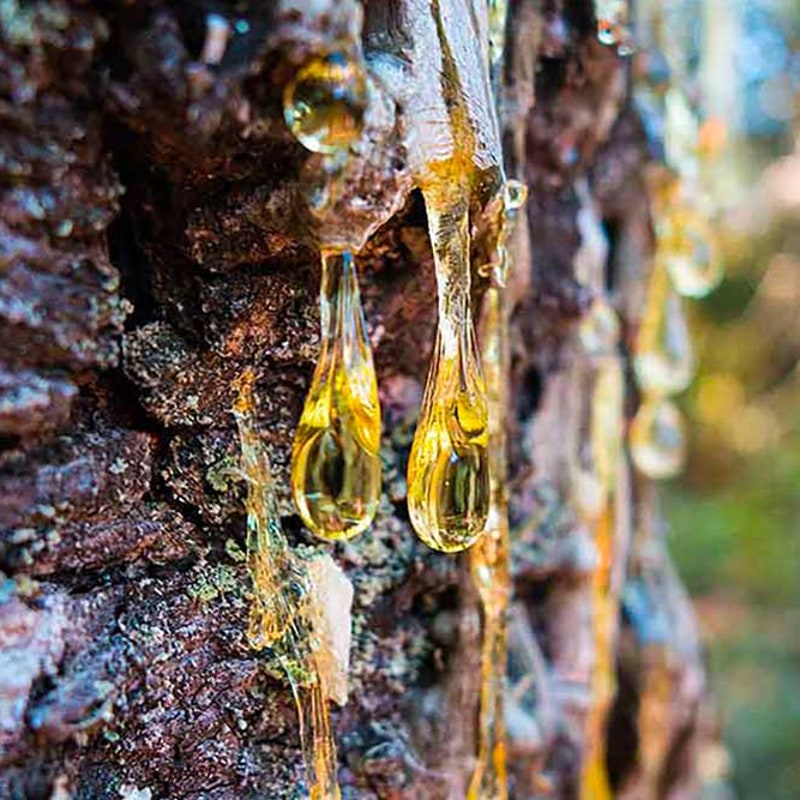 Spruce Gum - Etsy