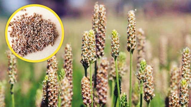 100% Organic Superior Quality Psyllium Seeds - Plantago Psyllium - 200 ...